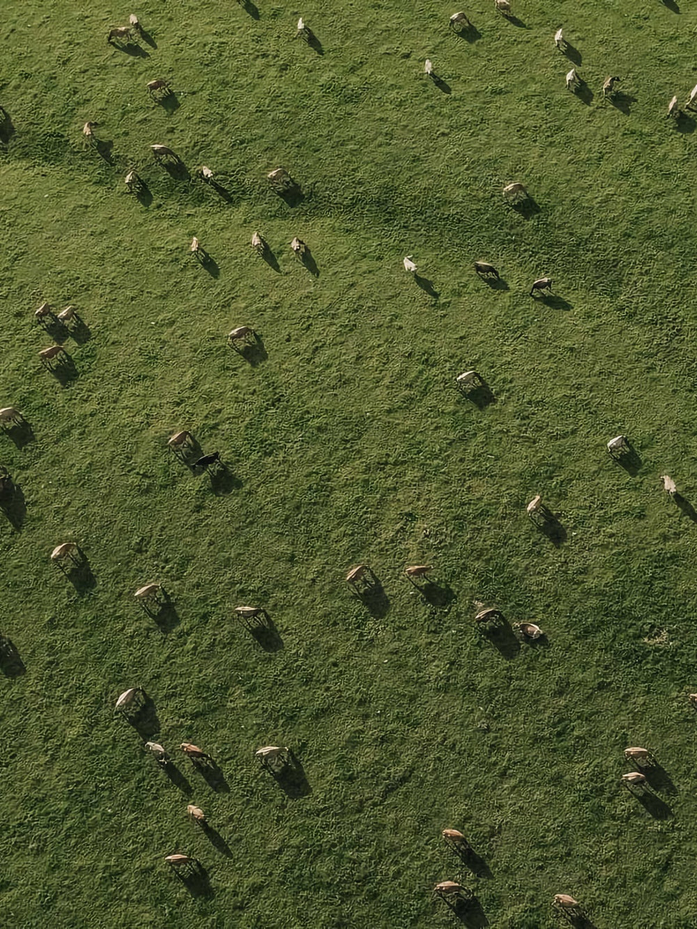 Haven | Premium Infant Nutrition Crafted With Care